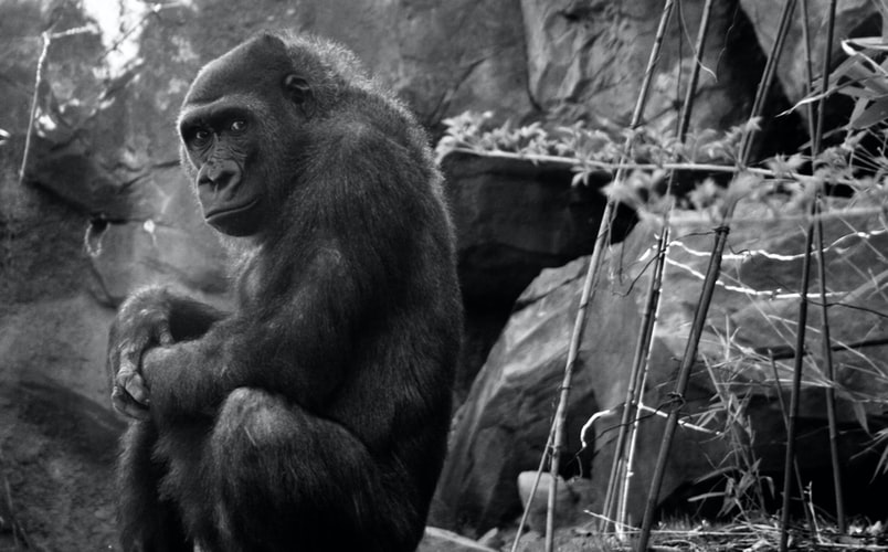 Darwinian Departures from Reality | New Oxford Review