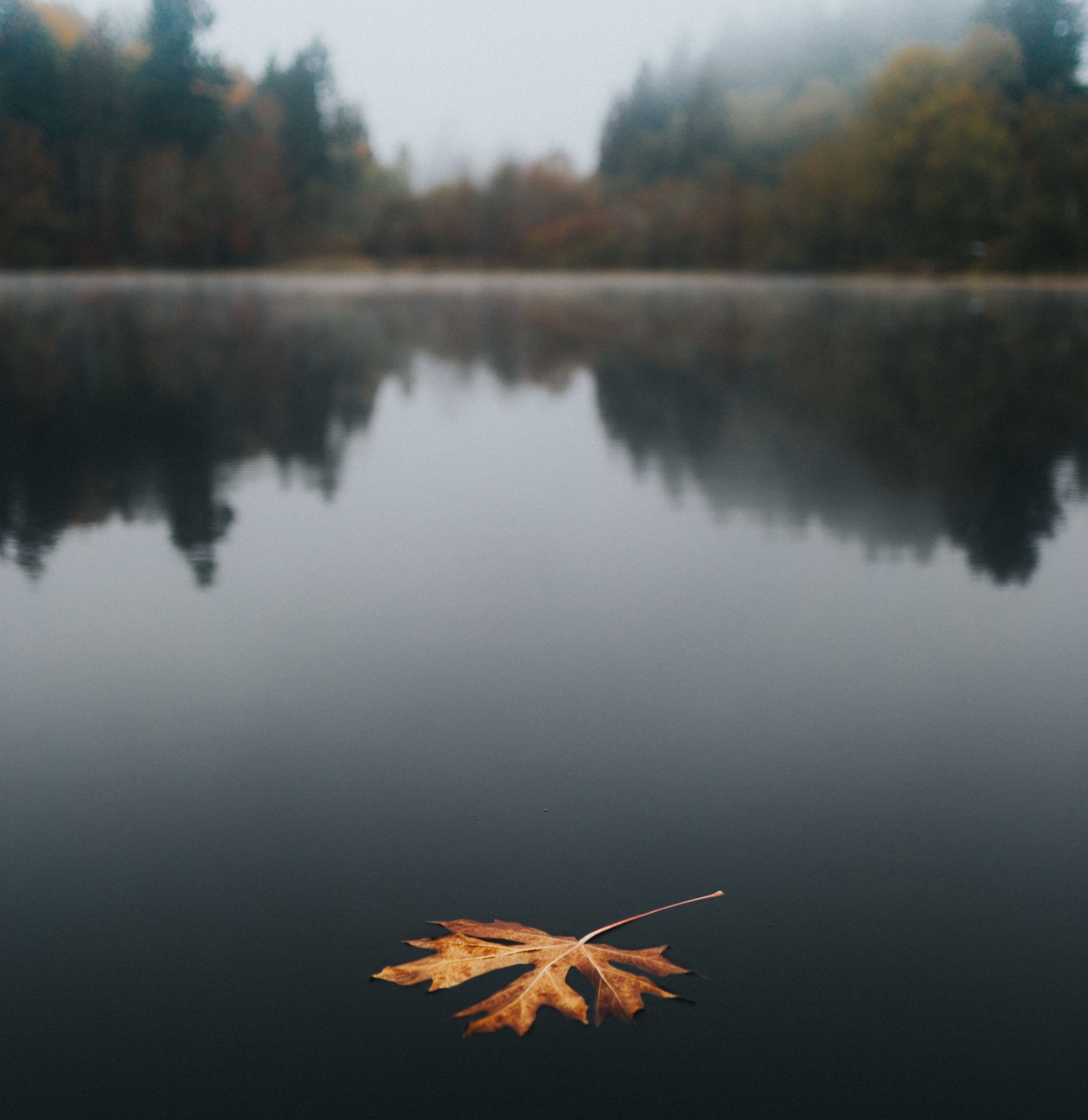 Falling Leaves & Acorns | New Oxford Review