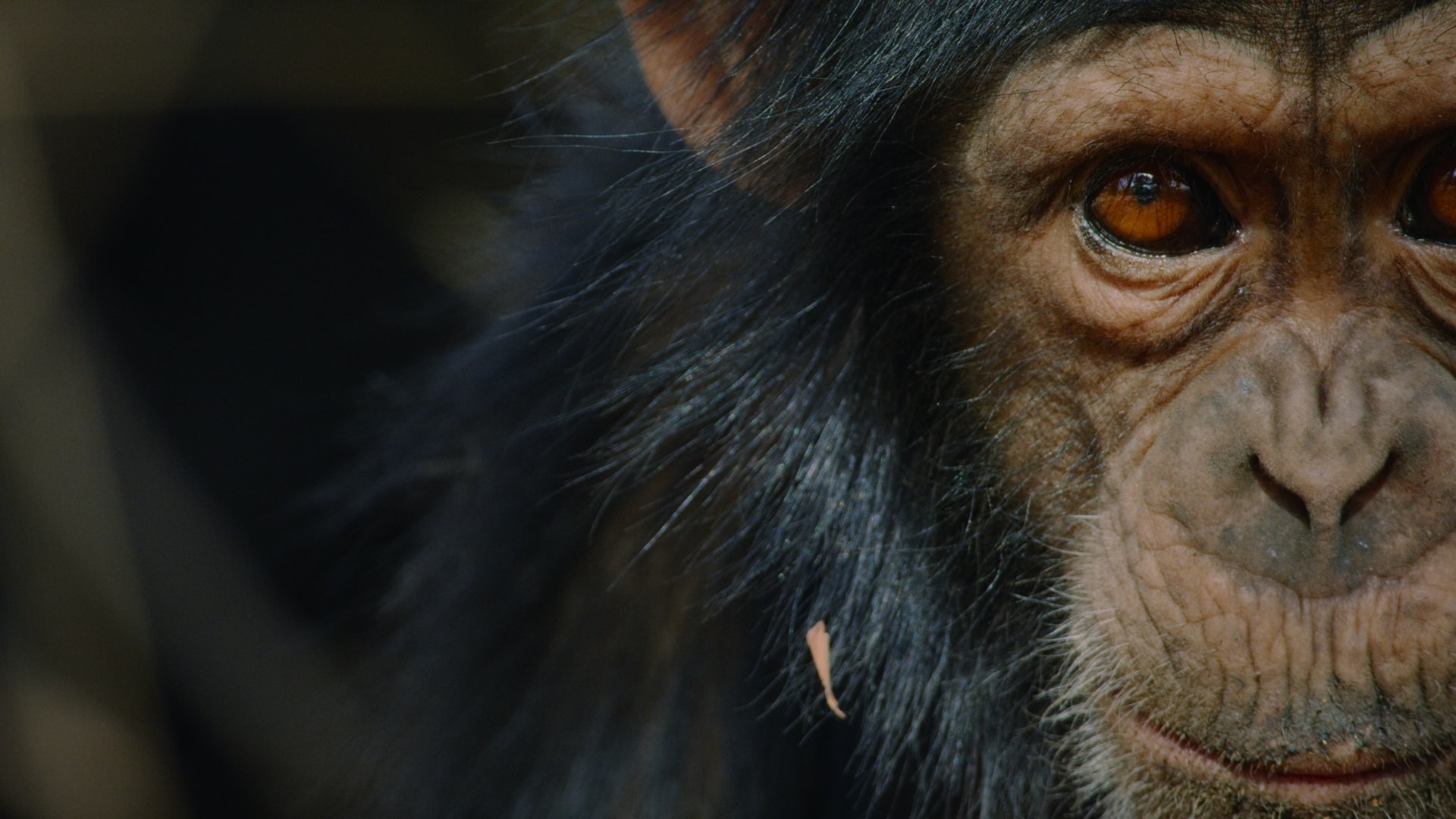 Infinite Monkey Theorem | New Oxford Review