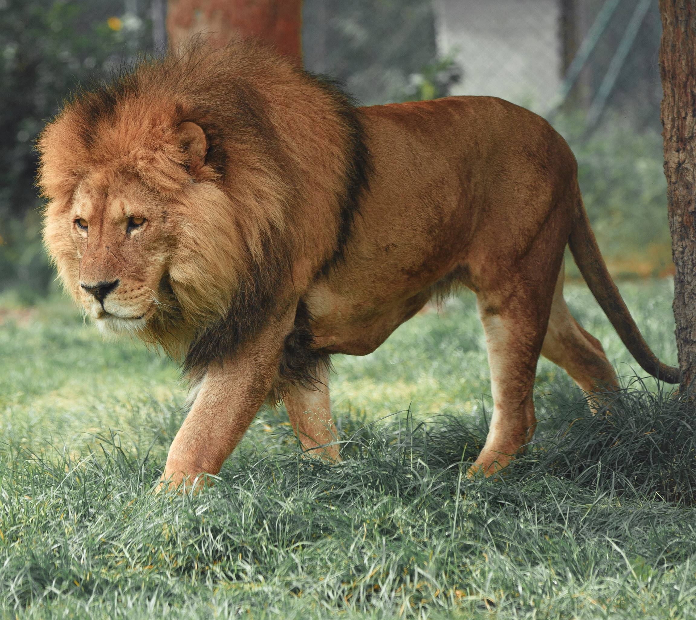 The Ass of Burden & the Lion of Conquest | New Oxford Review