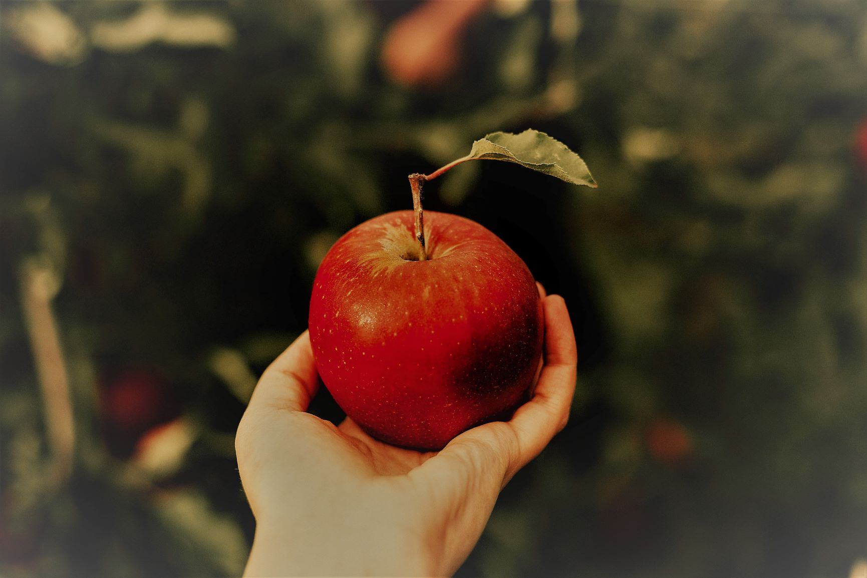 Temptation | New Oxford Review